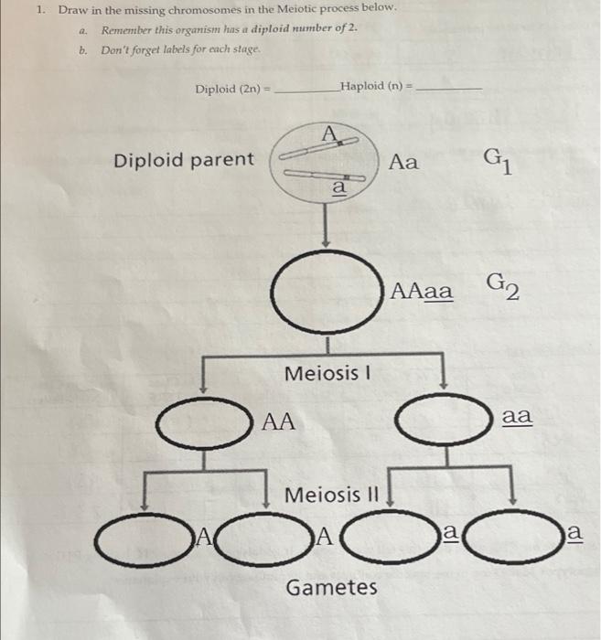 Solved 1. Draw in the missing chromosomes in the Meiotic | Chegg.com
