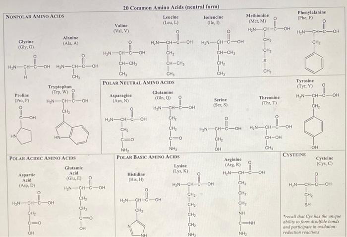 Solved 10 Assume The Four Amino Acid Side Chains Shown