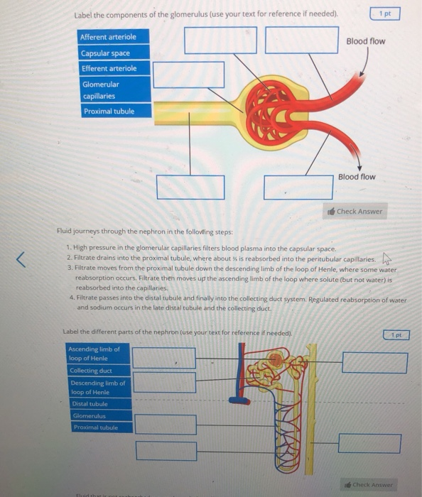 Solved Label the components of the glomerulus (use your text | Chegg.com