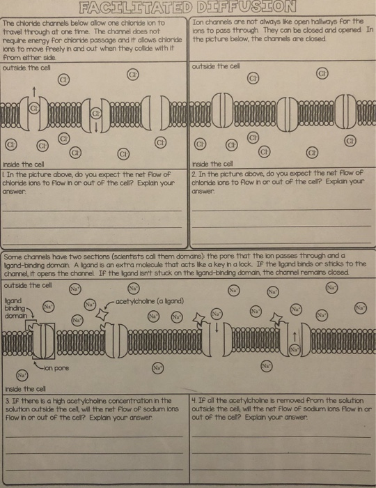 Solved FACILITATED DIFFUSION The chloride channels below | Chegg.com