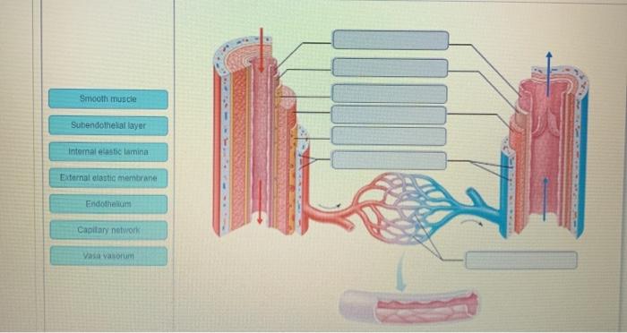 Solved Smooth muscle Subendothelial layer Intemal elastic | Chegg.com