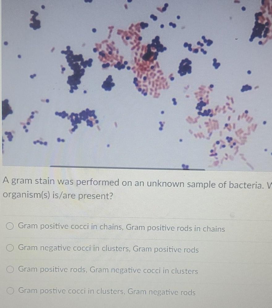 Gram Negative Rods And Gram Positive Cocci