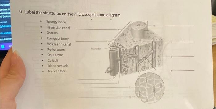 Solved 6. Label the structures on the microscopic bone | Chegg.com