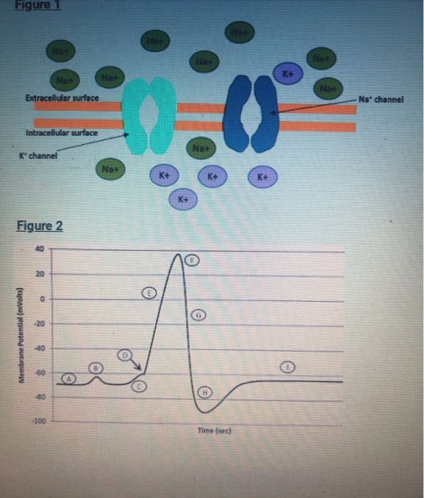 Solved question 1- in figure 1,the Na+ channel were to | Chegg.com