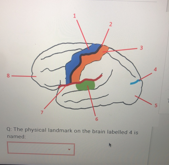 Solved 1 12 3 4 00 5 7 6 Q: The physical landmark on the | Chegg.com