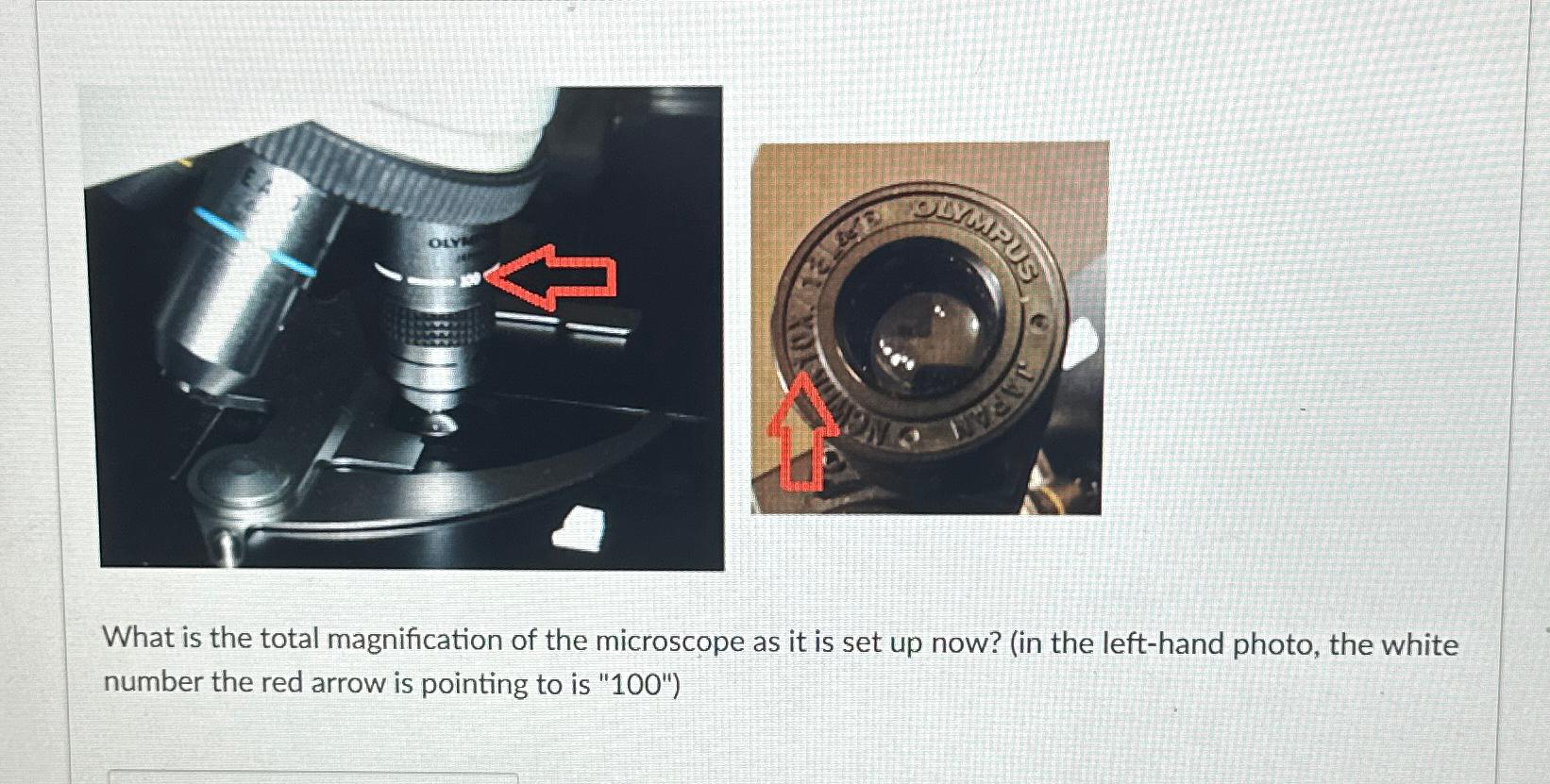Solved What is the total magnification of the microscope as | Chegg.com