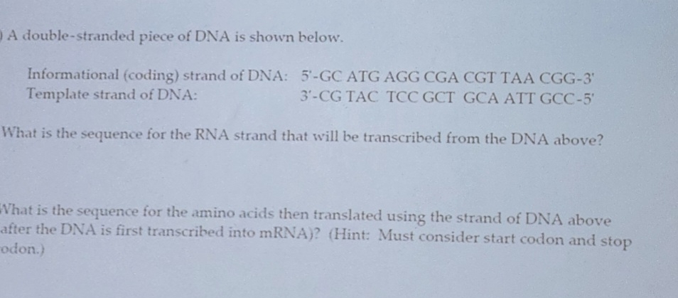 Solved A double-stranded piece of DNA is shown | Chegg.com