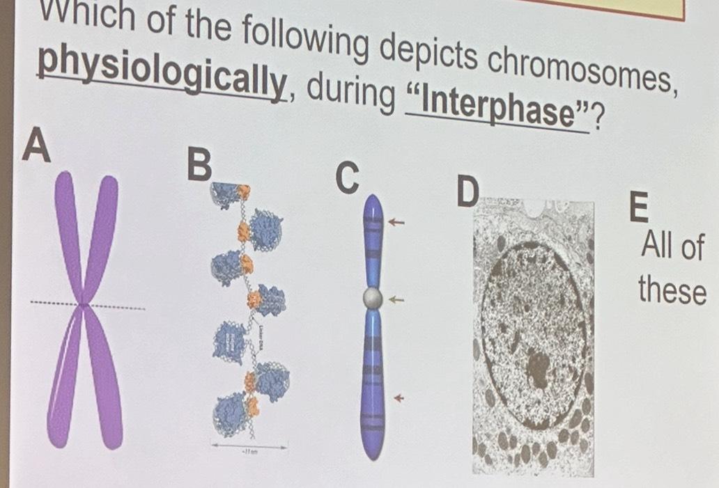 Solved Which of the following depicts chromosomes | Chegg.com