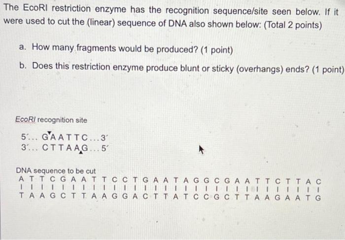 Solved The EcoRI restriction enzyme has the recognition | Chegg.com