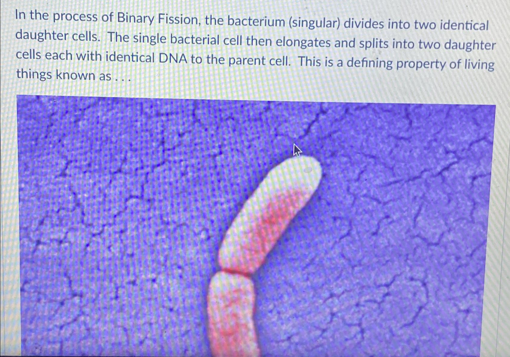 Solved In the process of Binary Fission, the bacterium | Chegg.com