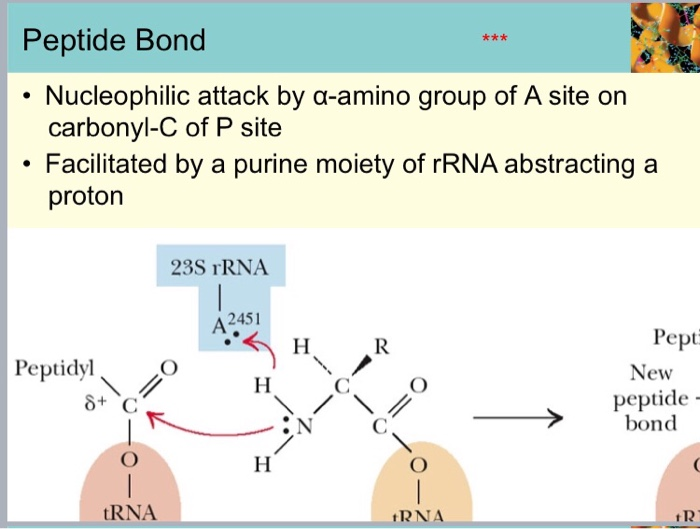 Solved Peptide Bond • Nucleophilic attack by a-amino group | Chegg.com