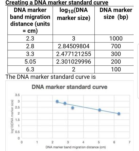 In Lane 6: (Answer "Yes" or "No") a. Is there a band | Chegg.com