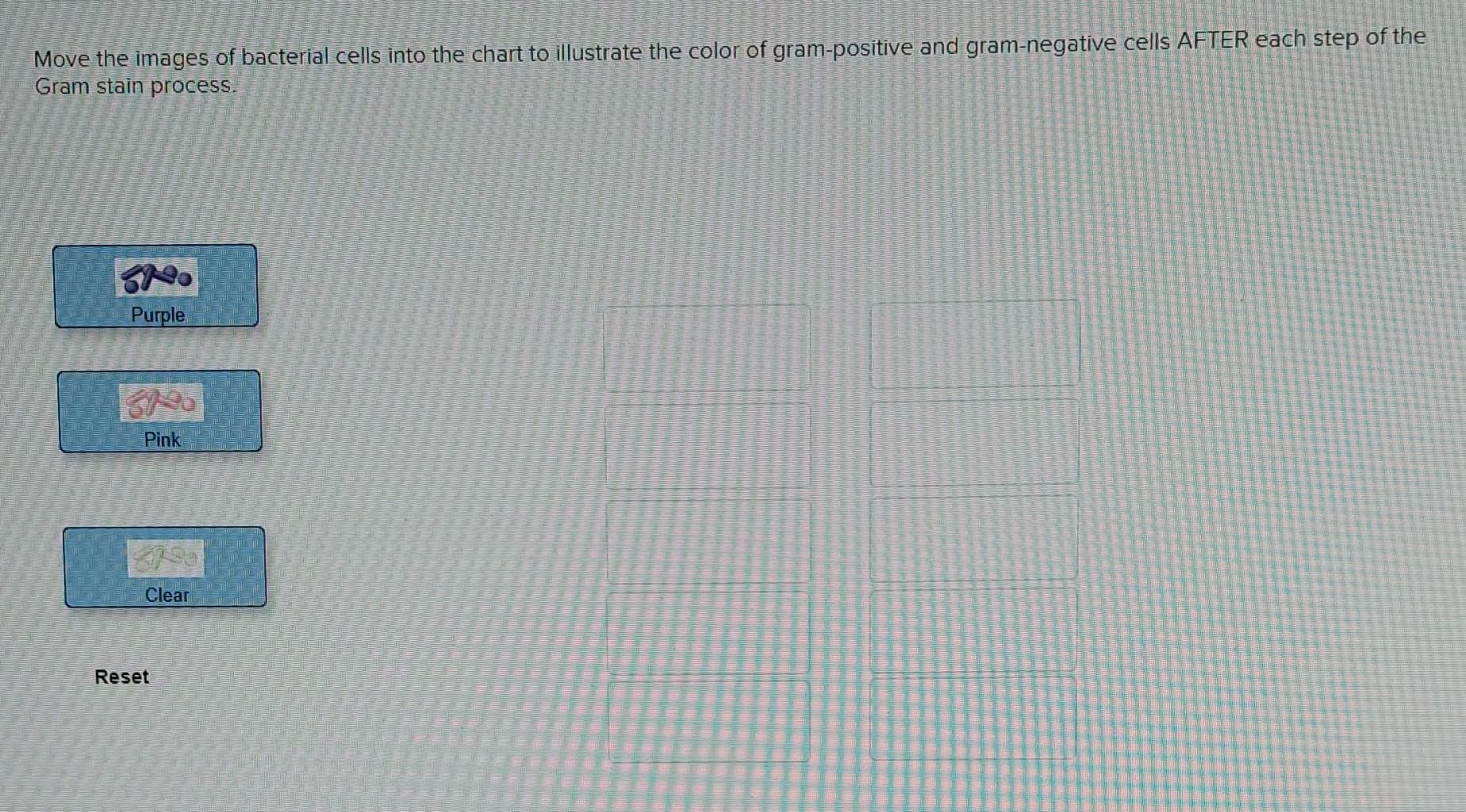 Solved Move the images of bacterial cells into the chart to | Chegg.com