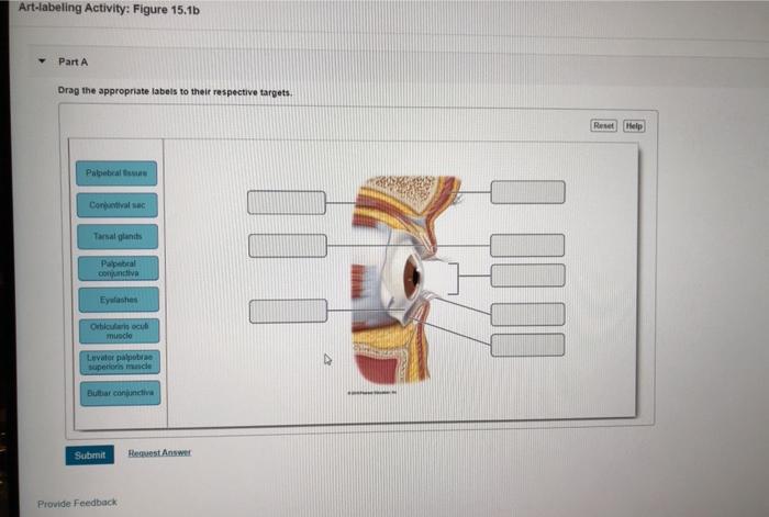 Solved Art-labeling Activity: Figure 15.1b Part A Drag the | Chegg.com Solved Art-labeling Activity: Figure 15.1b Part A Drag the | Chegg.com