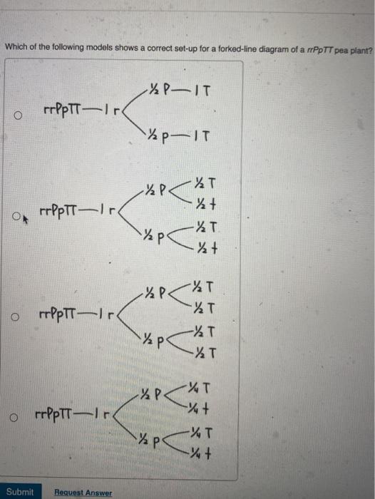 Solved Which of the following models shows a correct set-up | Chegg.com
