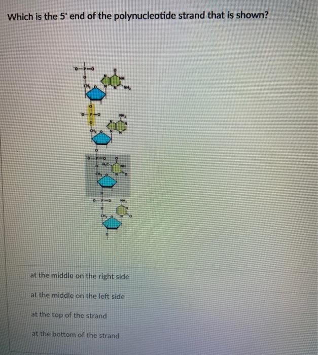 Solved Which is the 5' end of the polynucleotide strand that | Chegg.com