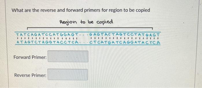 Solved What are the reverse and forward primers for region | Chegg.com