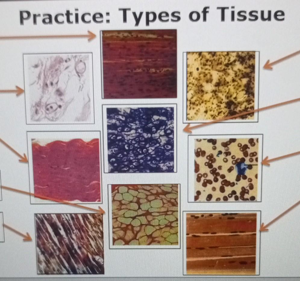 Solved B..-1:n. Timan af Tienin | Chegg.com