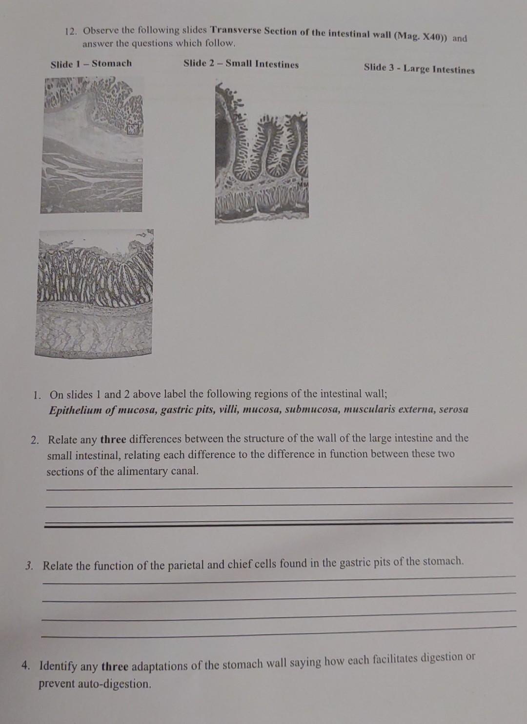 Solved 12. Observe the following slides Transverse Section | Chegg.com