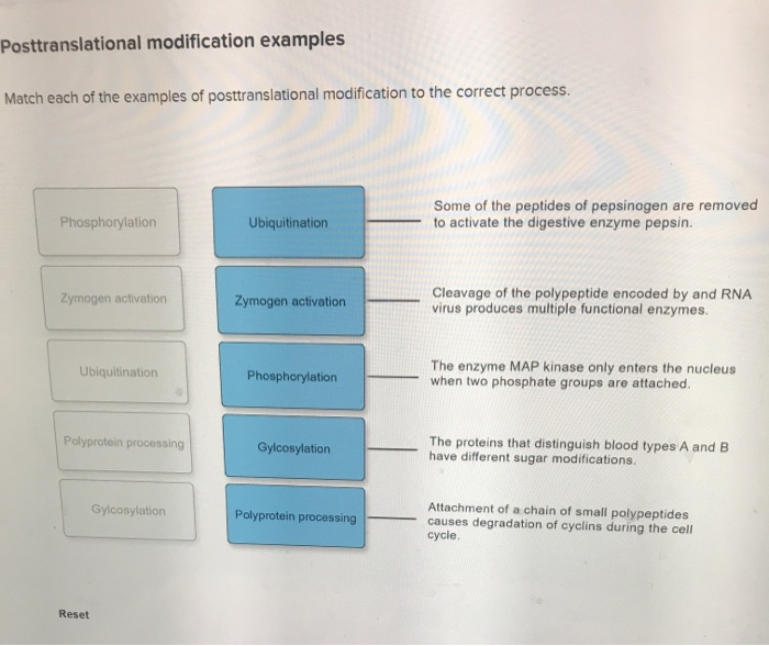 Solved Posttranslational modification examples Match each of | Chegg.com