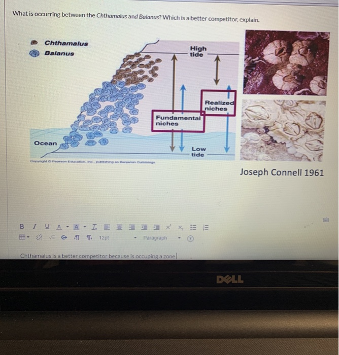 Solved What is occurring between the Chthamalus and Balanus? | Chegg.com