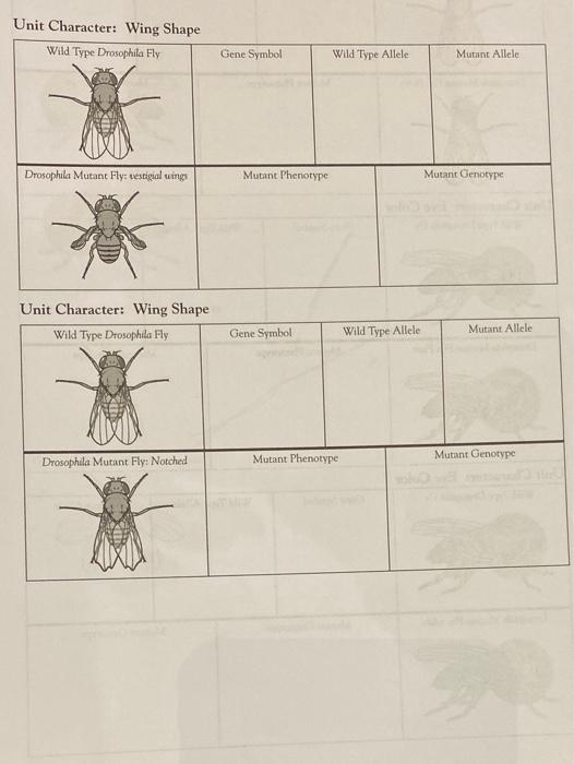 Table 2-1. Compare Drosophila mutant and wild type | Chegg.com