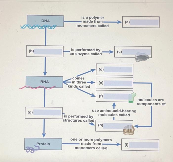 Solved (b) (g) DNA RNA Protein is a polymer made from | Chegg.com