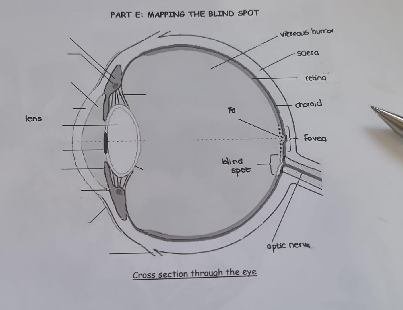 Solved 5. PART E: The blind spot a) Label the large-scale | Chegg.com