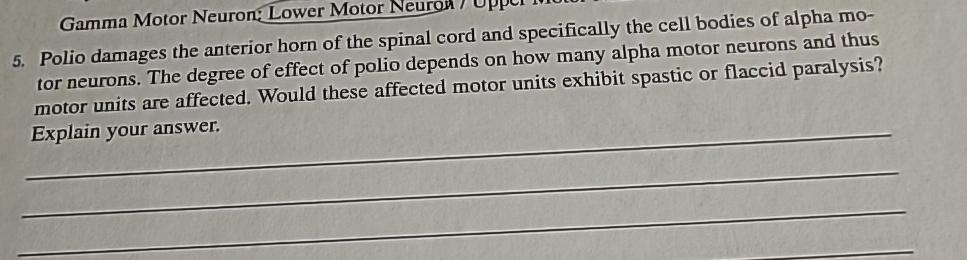 Solved Gamma Motor Neuron: Lower Motor inal cord and | Chegg.com
