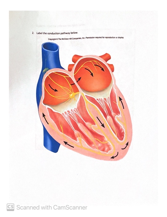 Solved 2. Label the major blood vessels. 2 CS Scanned with | Chegg.com