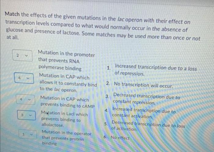 Solved Match the effects of the given mutations in the lac | Chegg.com