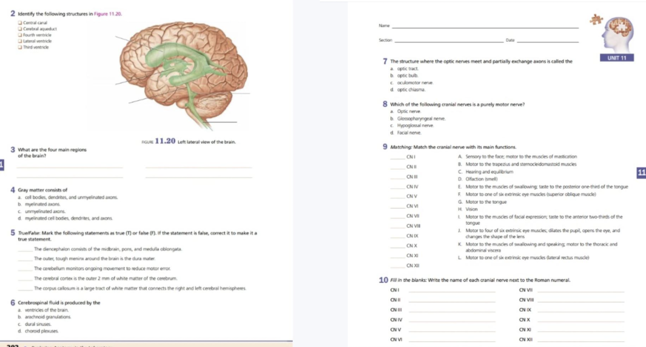 Solved 1) ﻿label brain structure, 2) ﻿match cranial nerves, | Chegg.com
