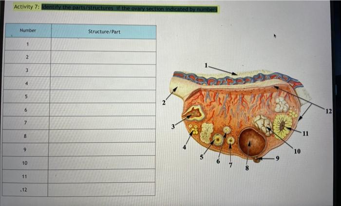 Solved Activity 7: Identify the parts/structures of the | Chegg.com
