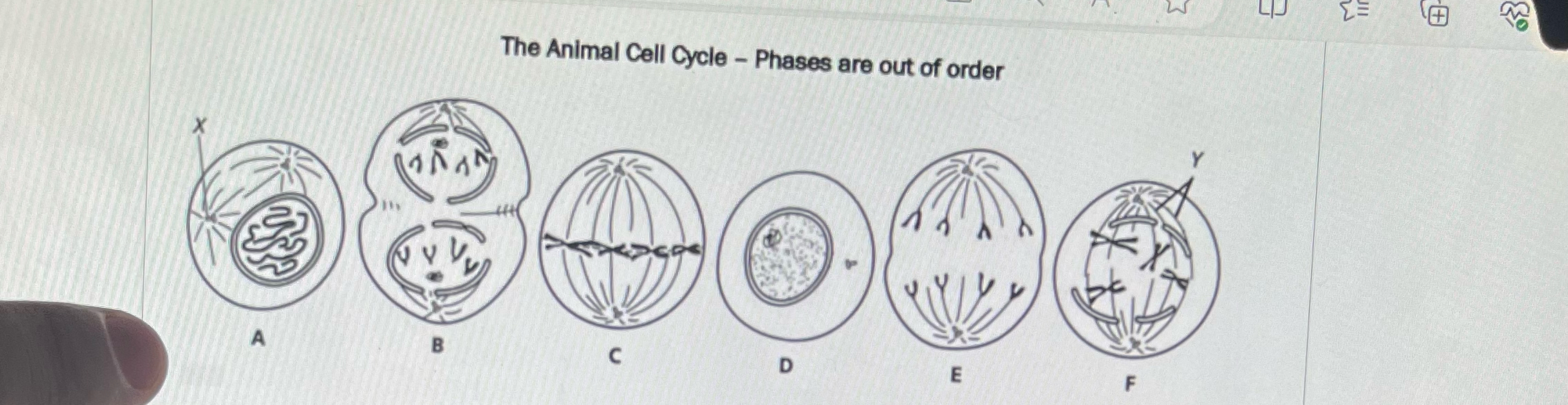 Solved Referencing the cell in B: The "pinching" off of the | Chegg.com