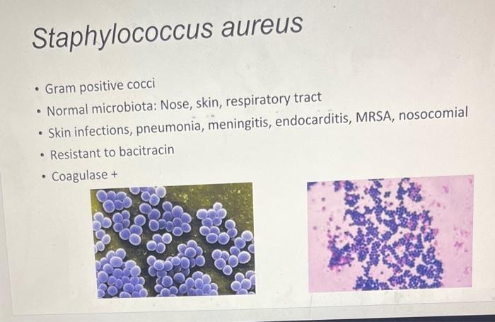 Propionibacterium acnes - Gràm positive rods - | Chegg.com