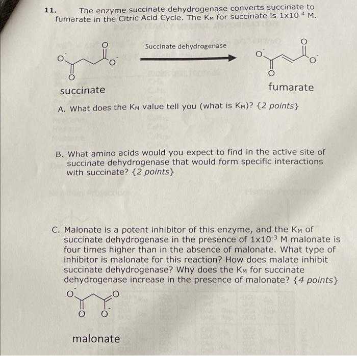 Solved 11. The enzyme succinate dehydrogenase converts | Chegg.com