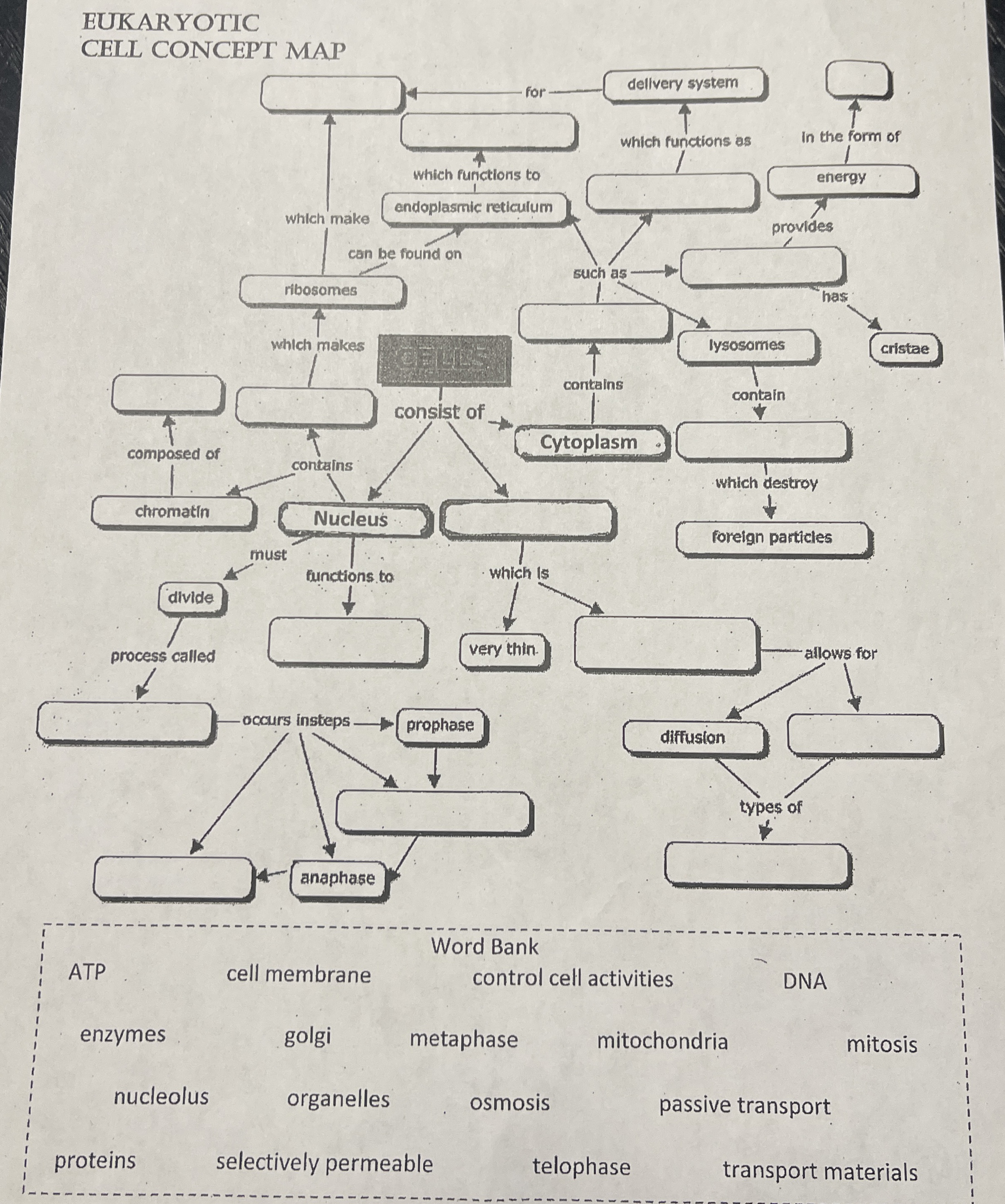 Solved ATP cell membrane control cell activities ﻿enzymes | Chegg.com