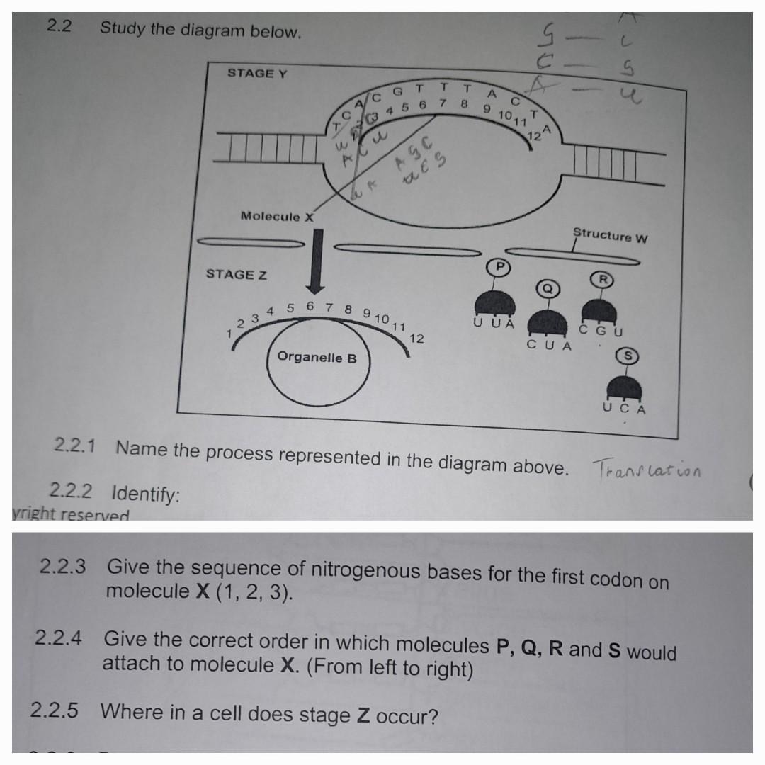 Solved 2.2 Study the diagram belnw 2.2.1 Name the process | Chegg.com