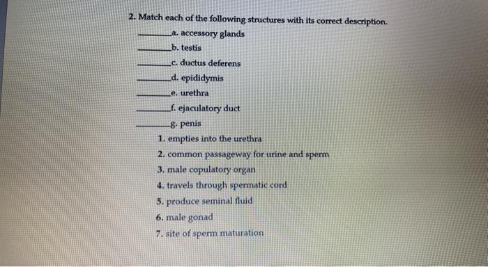Solved Pre-Lab Activity 1: Examining Male Reproductive | Chegg.com Solved Pre-Lab Activity 1: Examining Male Reproductive | Chegg.com