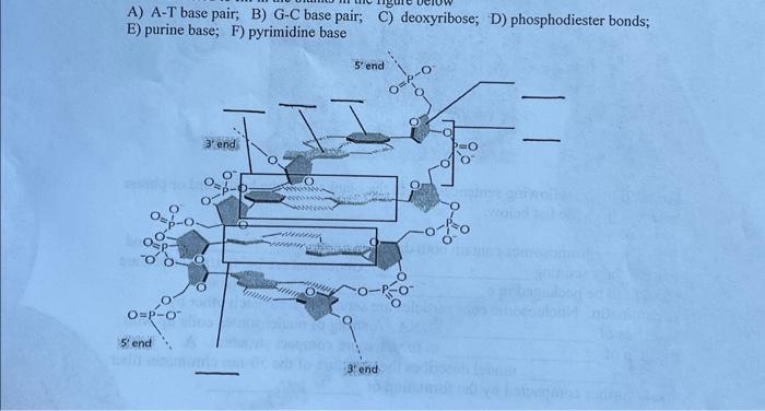 Solved A) A-T base pair; B) G-C base pair; E) purine base; | Chegg.com