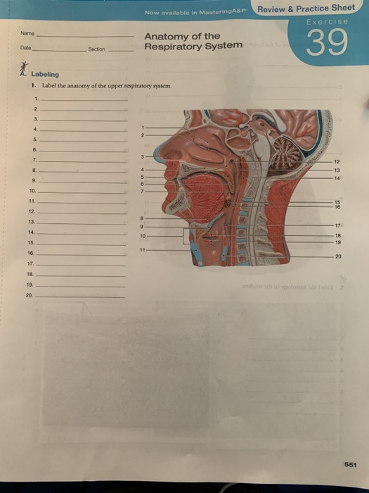 Solved Now available in MasteringA&P Review & Practice Sheet | Chegg.com