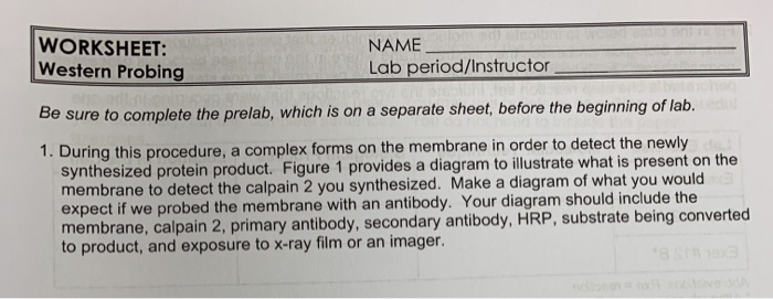 Solved WORKSHEET: Western Probing NAME Lab period/Instructor | Chegg.com
