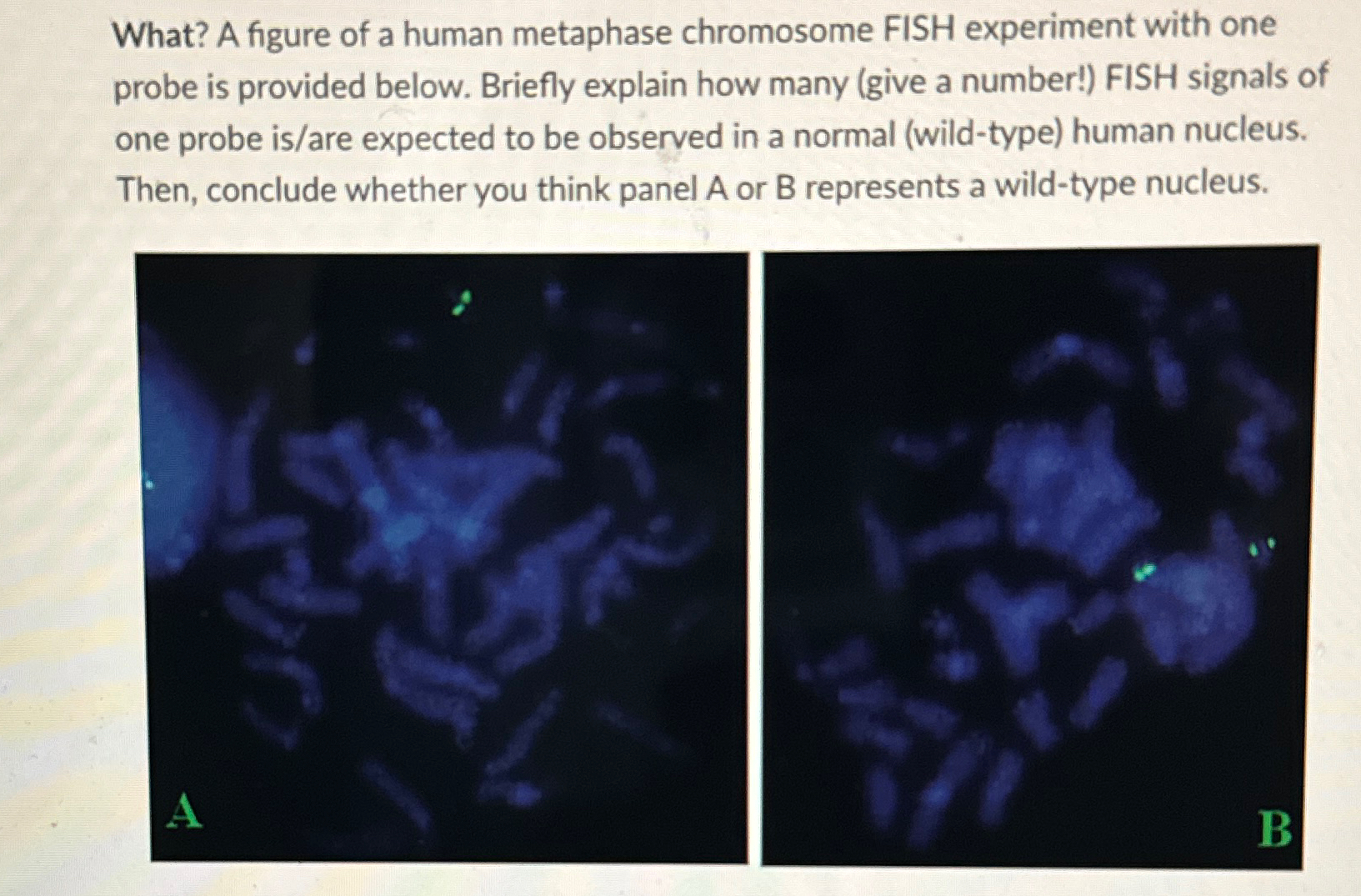 Solved What? A figure of a human metaphase chromosome FISH | Chegg.com