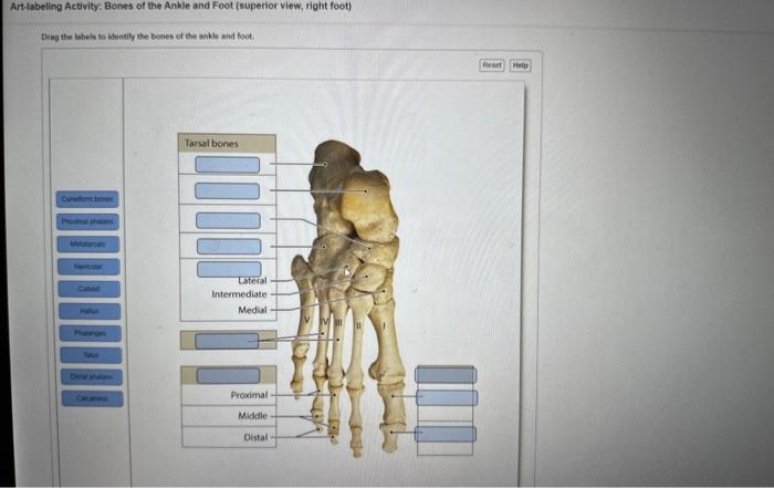 Solved Drag the labela io ideotify the bones of the ankle | Chegg.com