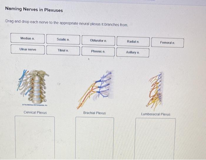 Solved Naming Nerves in Plexuses Drag and drop each nerve to | Chegg.com