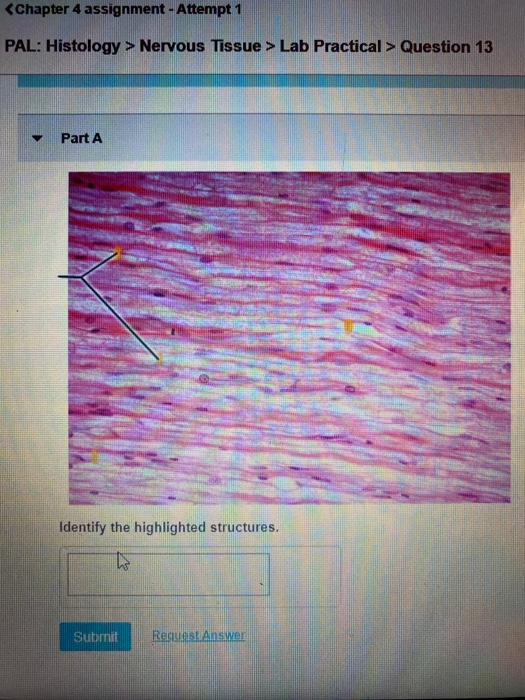 Solved Part A Identify the highlighted structures. Nervous | Chegg.com Solved Part A Identify the highlighted structures. Nervous | Chegg.com