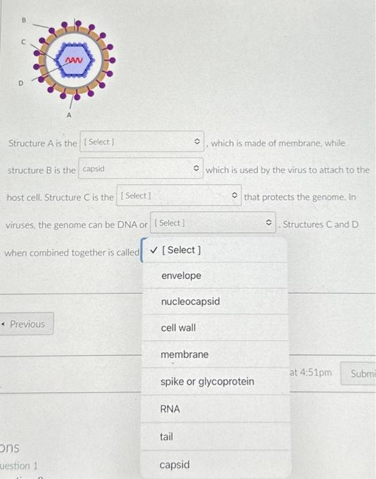 Solved Structure A is the . which is made of membrane, while | Chegg.com