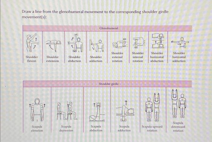 Solved Draw a line from the glenohumeral movement to the | Chegg.com
