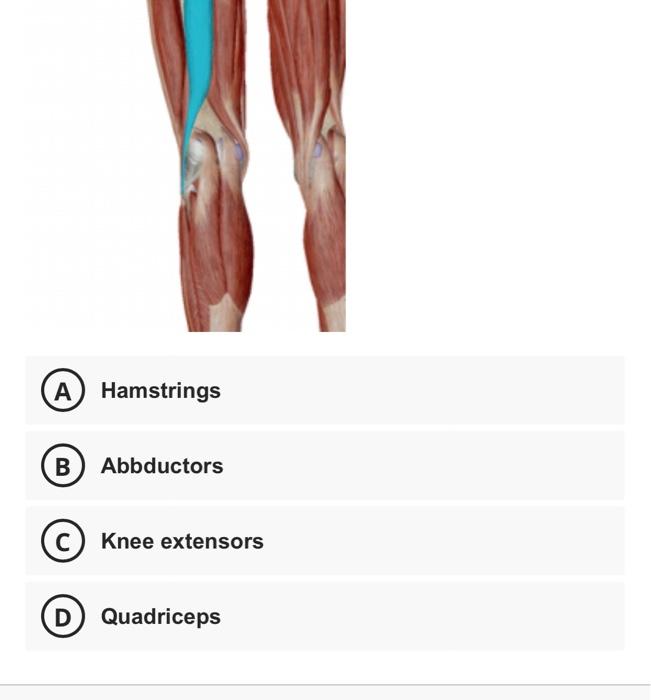 Solved The highlighted muscle is part of which muscle | Chegg.com