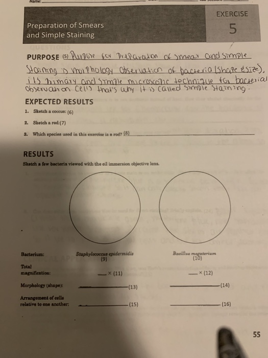 Solved EXERCISE Preparation of Smears and Simple Staining | Chegg.com